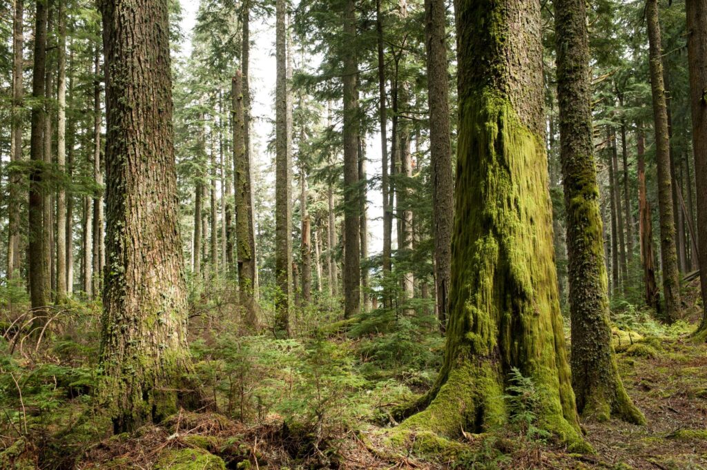 Chilliwack Community Forest - Chilliwack Park Society